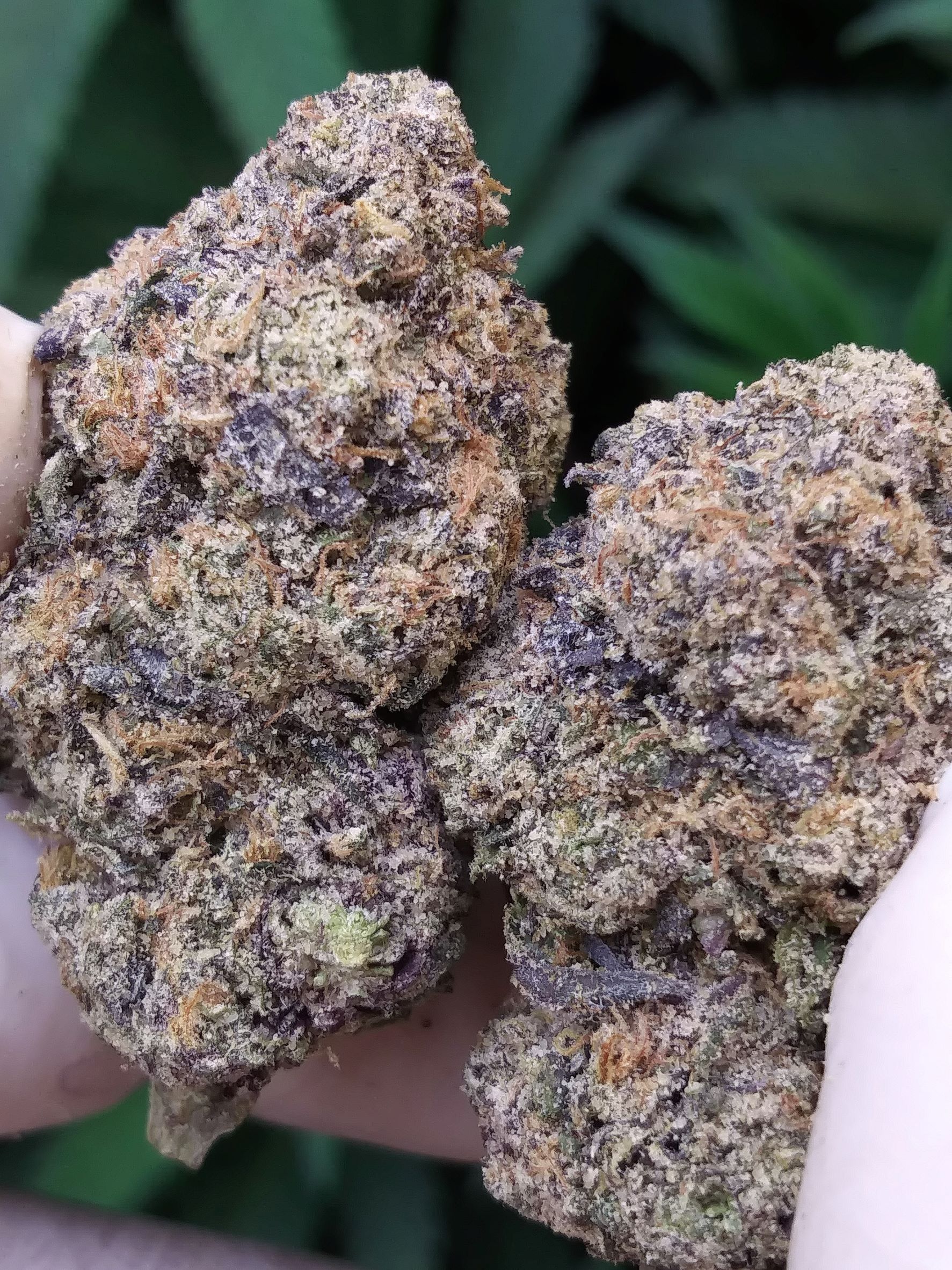 JELLY DONUT 31 THC special Price 160oz Cannabis Dispensary Website JELLY DONUT 31 THC special Price 160oz Cannabis Dispensary Website